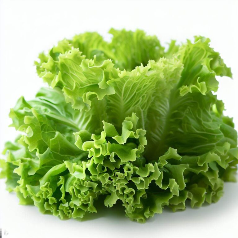 Butterhead Lettuce - Fresh Hydroponic Greens | Blue Lettuce Delhi