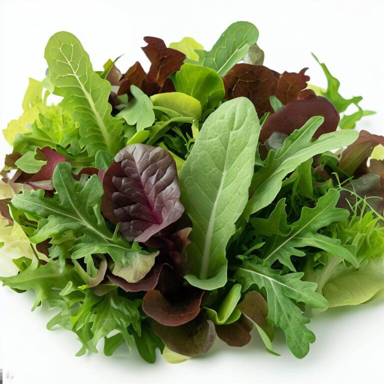 Butterhead Lettuce - Fresh Hydroponic Greens | Blue Lettuce Delhi